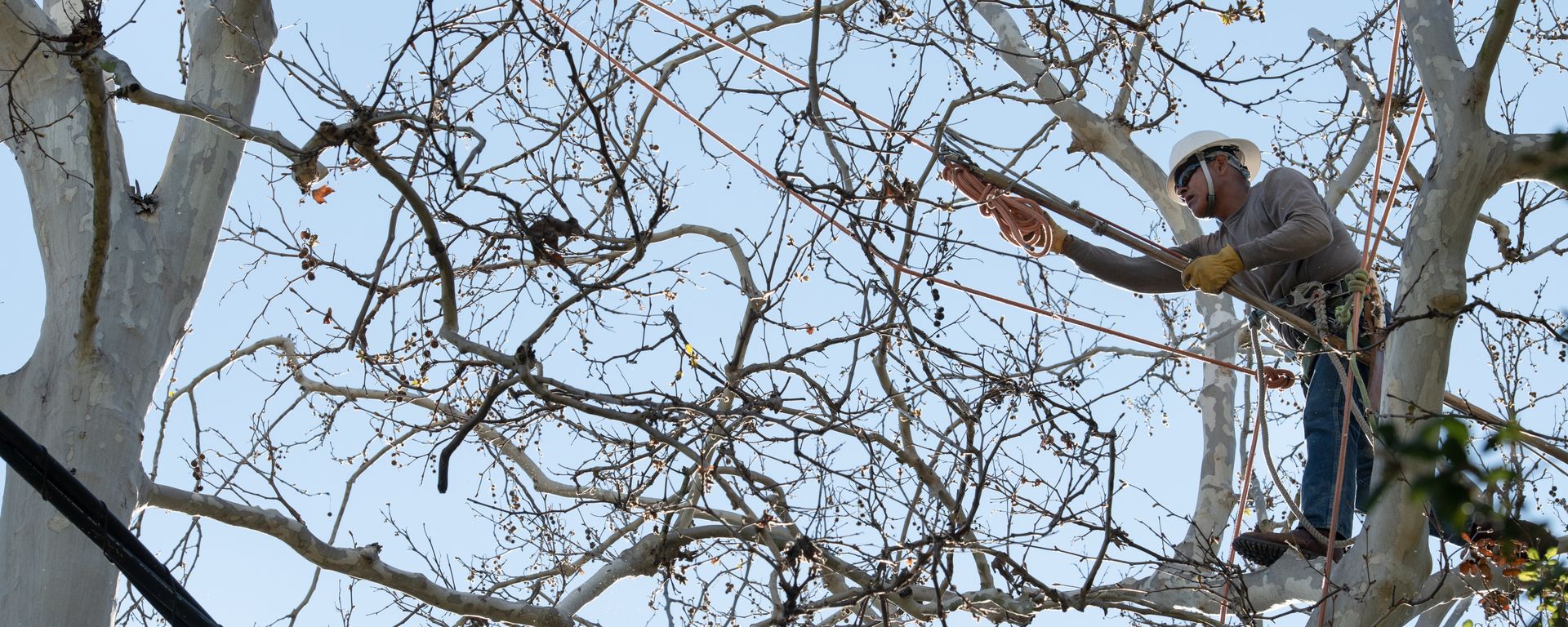 SCE Tree Trimming a Critical Year-Round Job | Energized by Edison