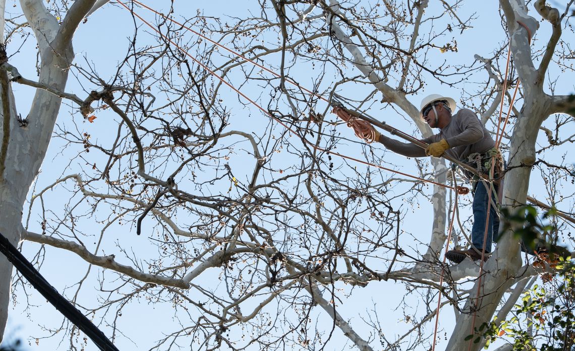 SCE Tree Trimming a Critical Year-Round Job | Energized by Edison