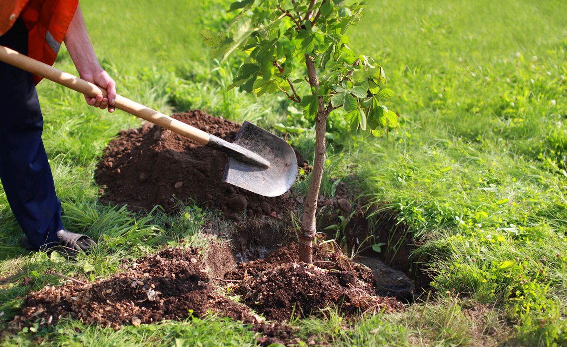 Trees to Bring Cooling Benefits to Overheated SoCal Cities | Energized ...
