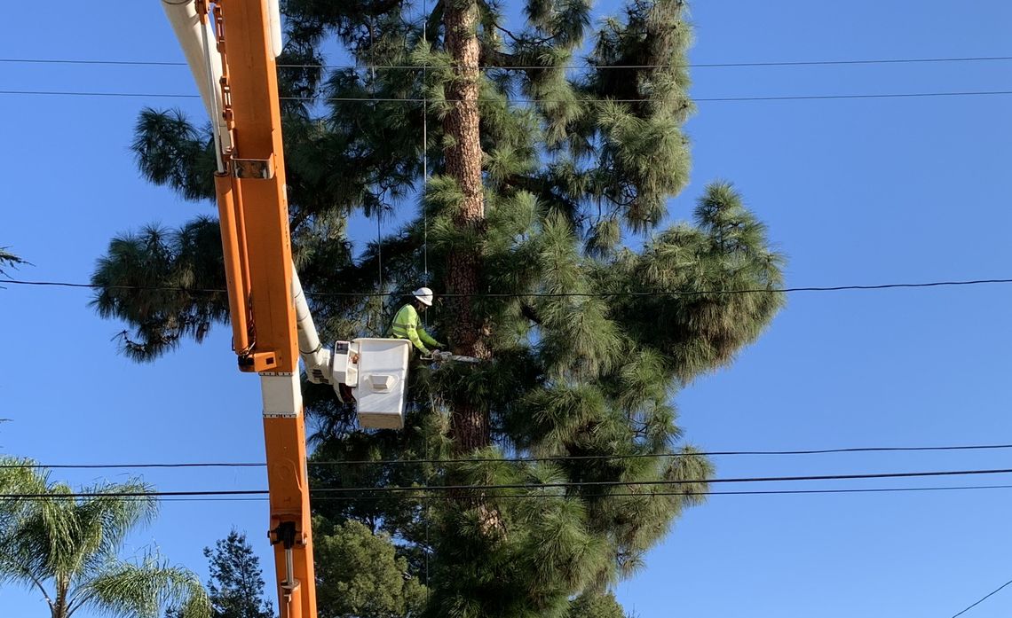 Keeping Communities Safe From Big Trees Near Power Lines | Energized by ...