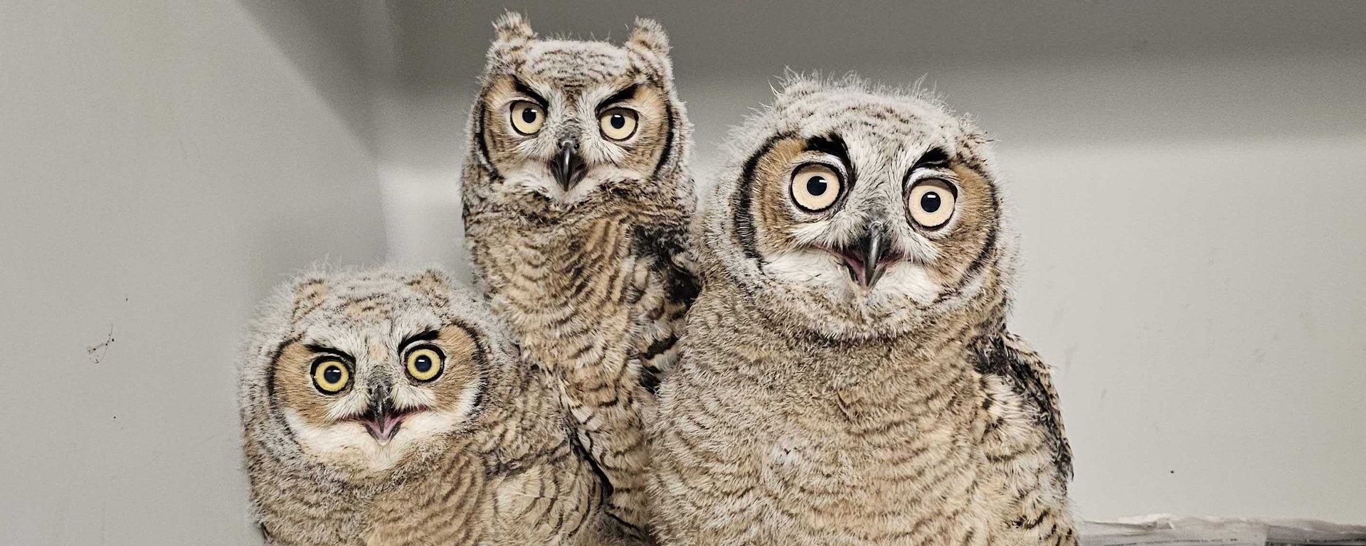 Helping Keep Nesting Birds Safe | Energized by Edison