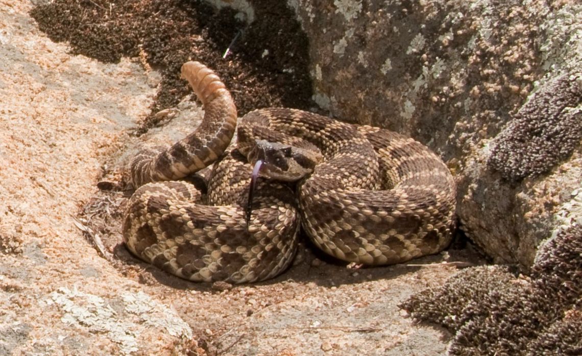 What to Do If You See A Snake | Energized by Edison