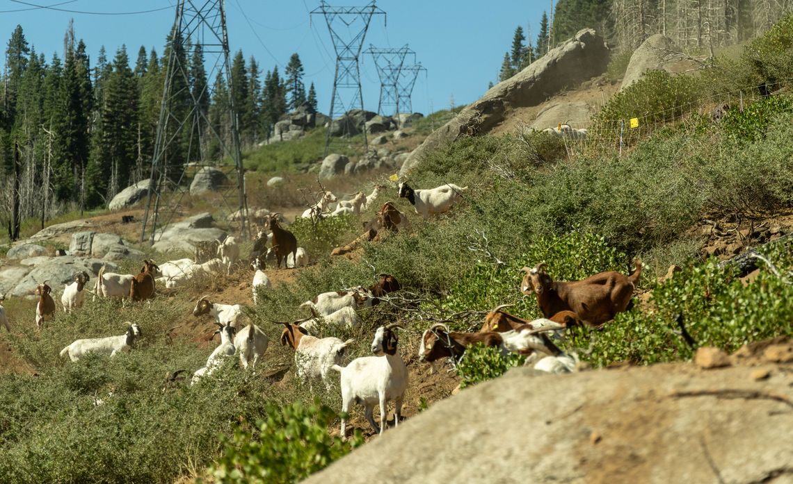 Goats Reduce Wildfire Risk One Bite at a Time | Energized by Edison