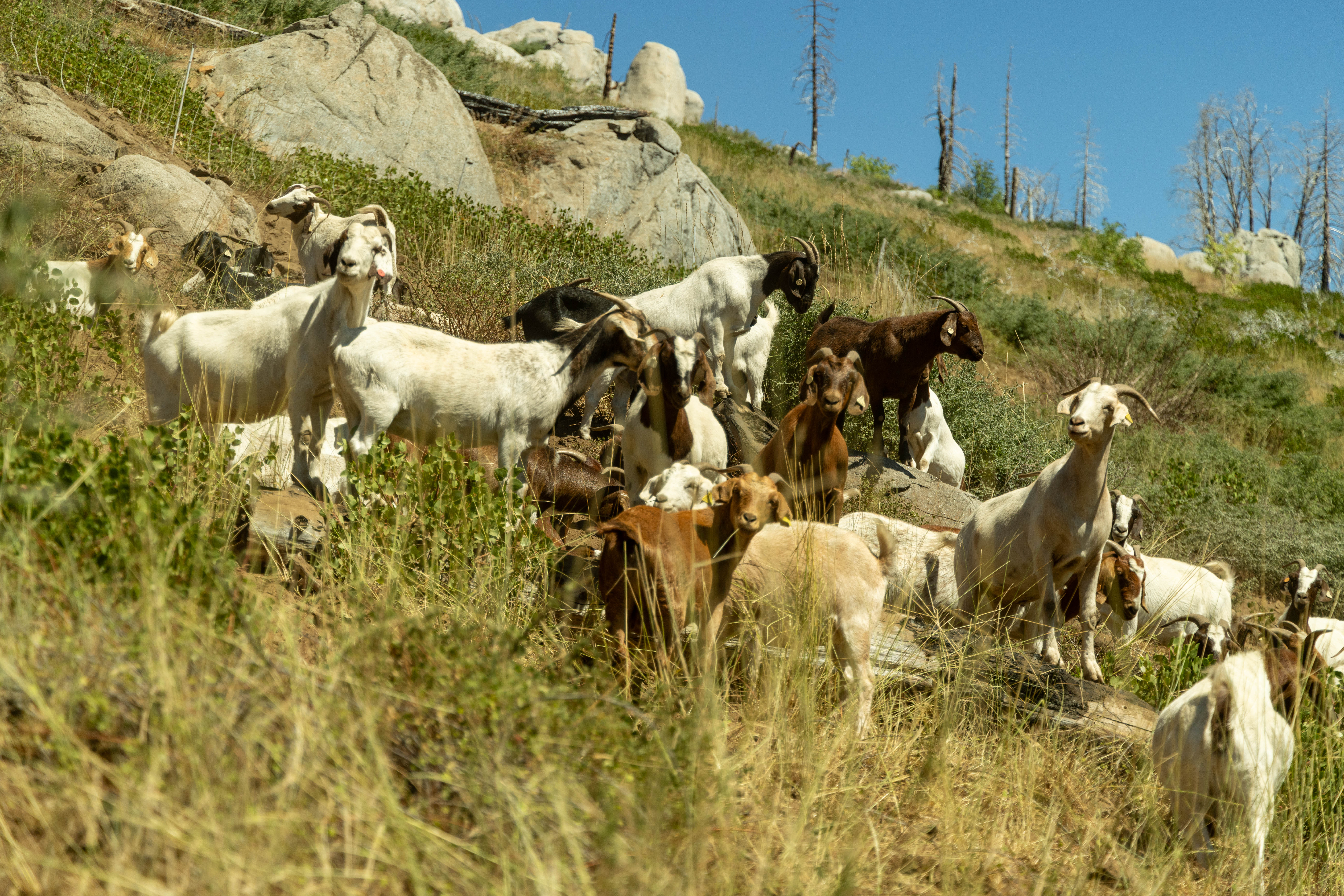 Goats Reduce Wildfire Risk One Bite at a Time | Energized by Edison