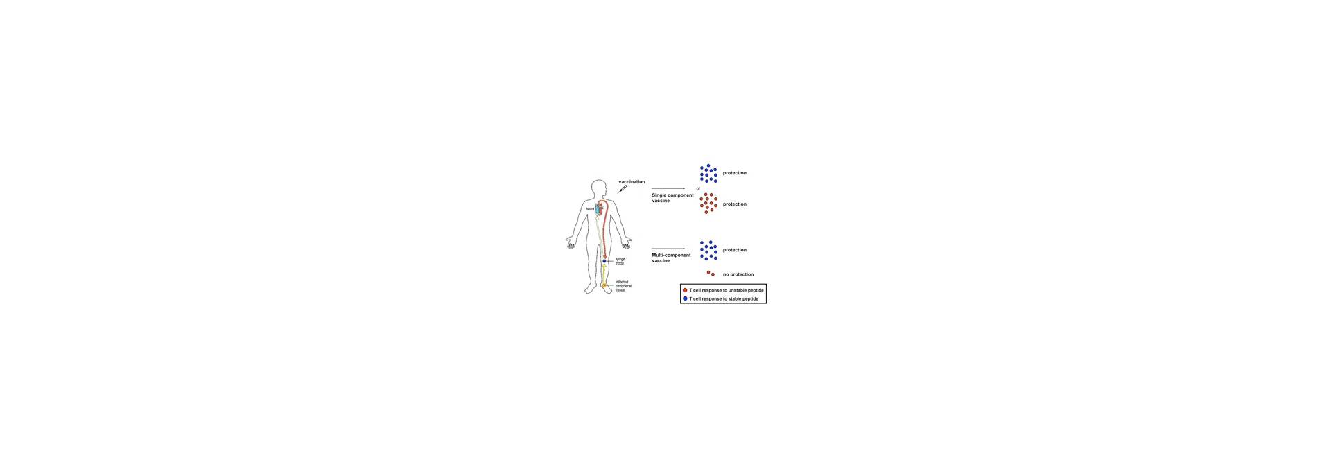 Study Reveals Current Multi-Component Vaccines May Need Reworking ...
