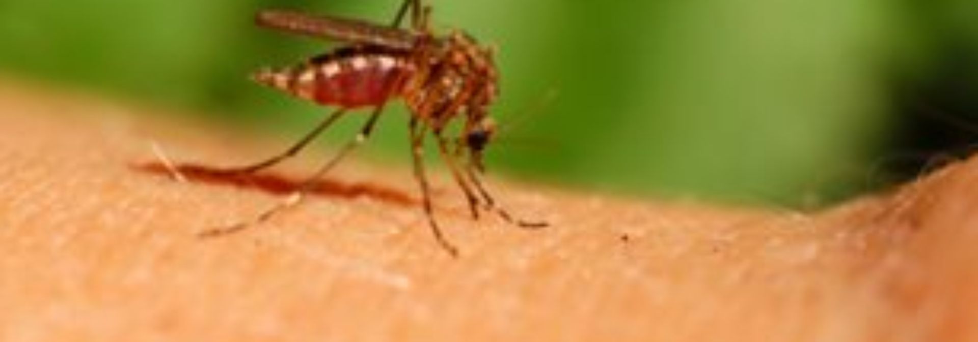 The Bugs of Summer: Ticks, Skeeters, and When to Worry | URMC Newsroom