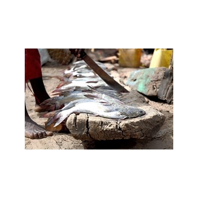 Is Mercury in Fish Bad for You? | URMC Newsroom