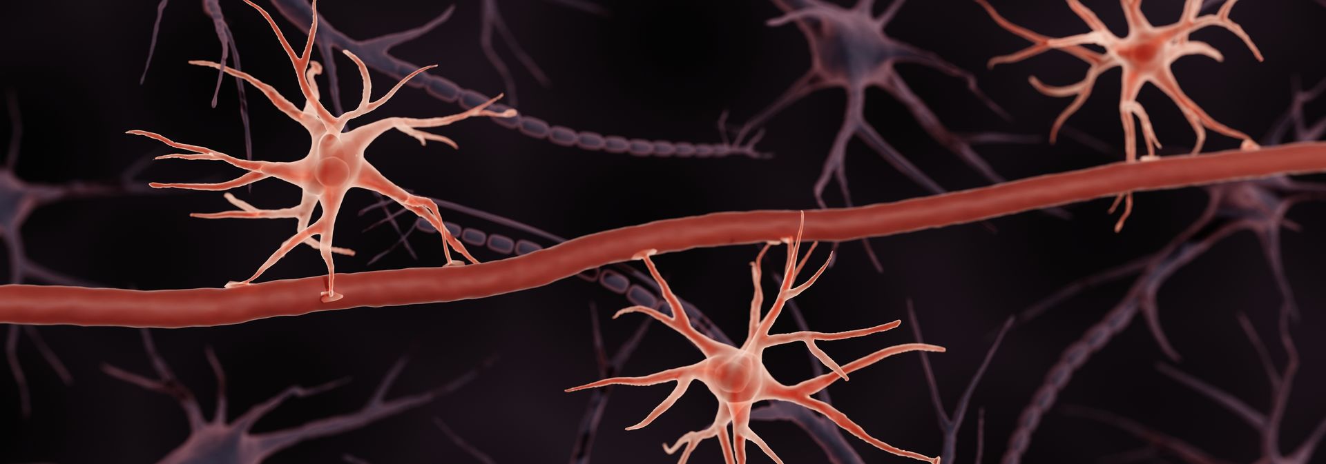 The stars in the brain may be information regulators | URMC Newsroom