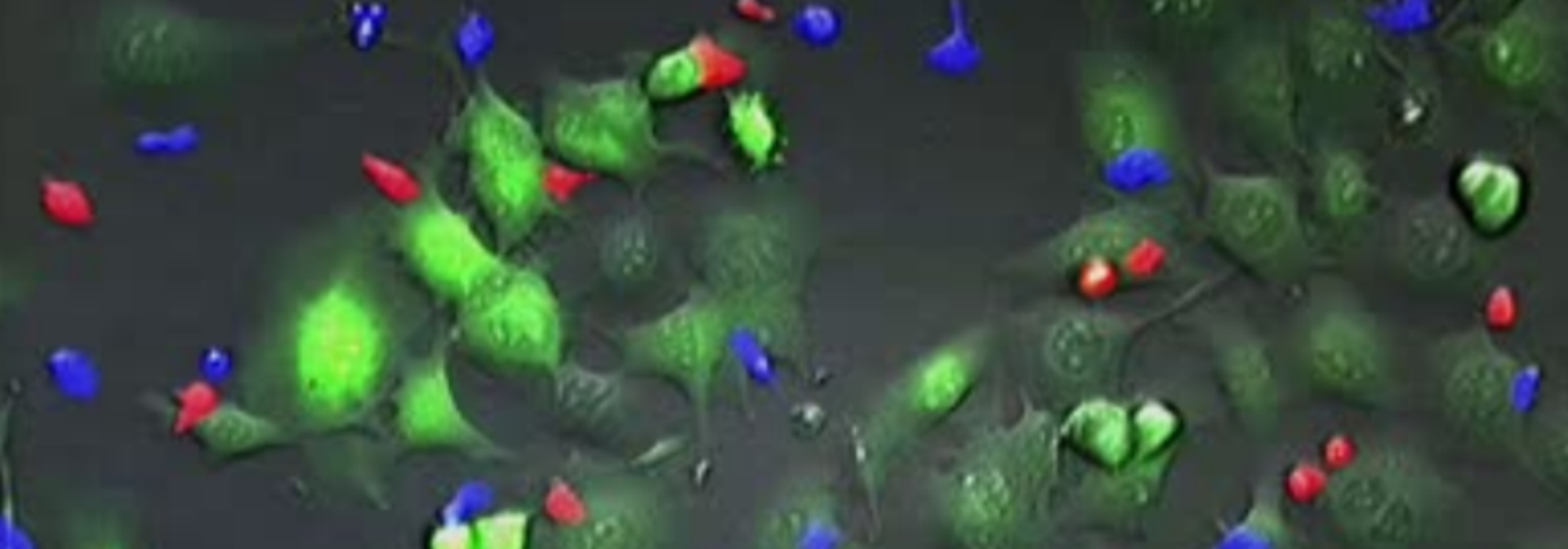 Wilmot Researchers Discover How to Steer Army of Immune Cells toward ...