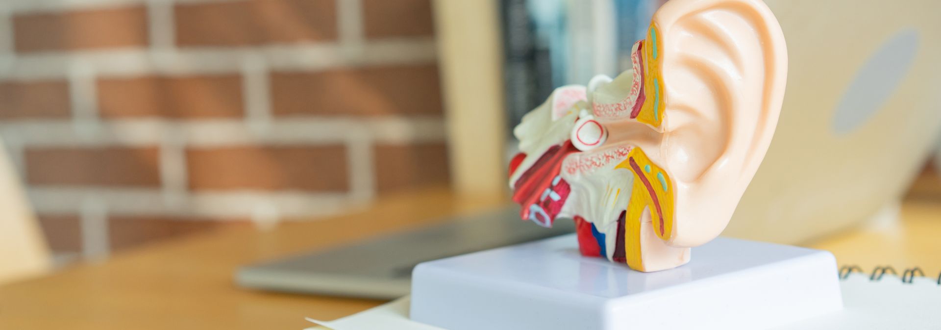 An Unexpected Doorway into the Ear Opens New Possibilities for Hearing ...