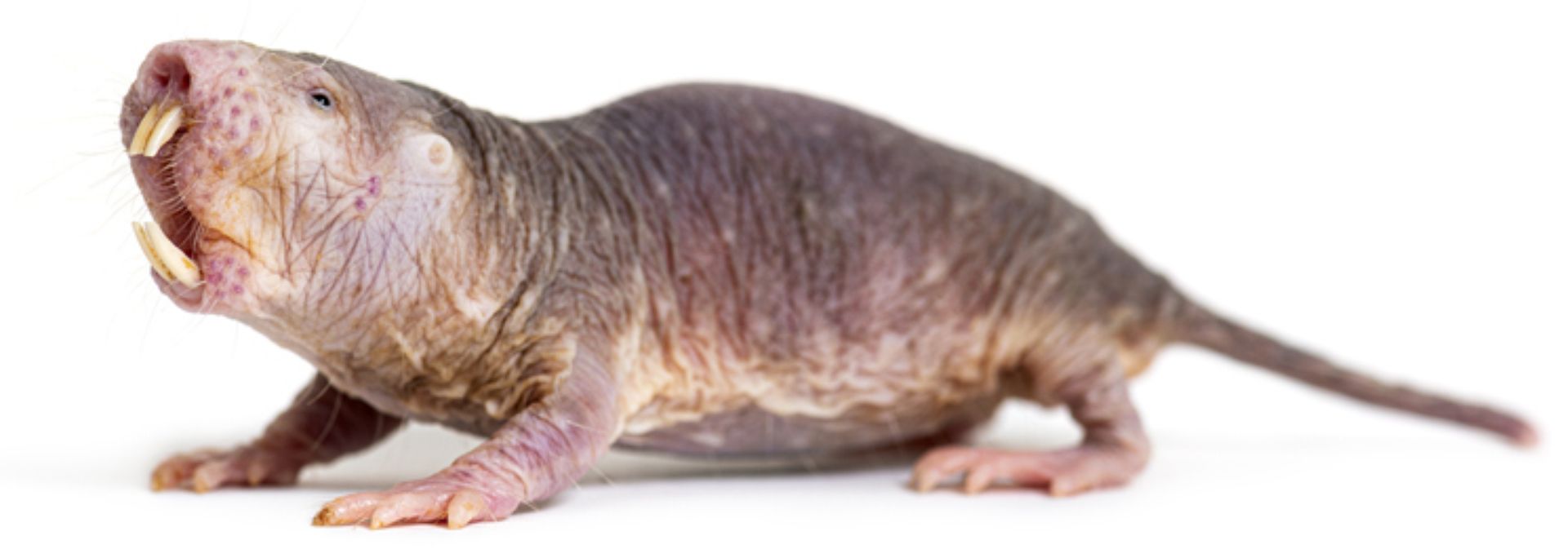 A Fountain of Youth? These Researchers See It – Absent of Cancer | URMC ...