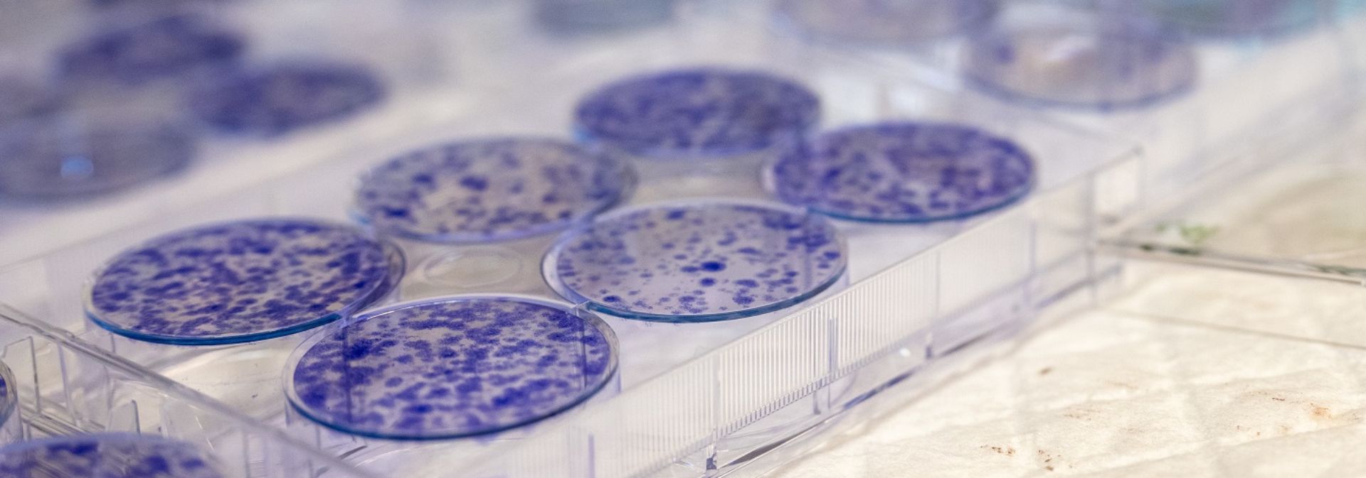 Why Research is the Backbone of NCI Designation | URMC Newsroom