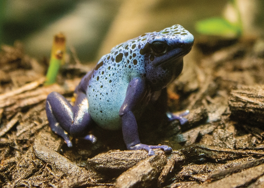 Asset Library | CityPASS