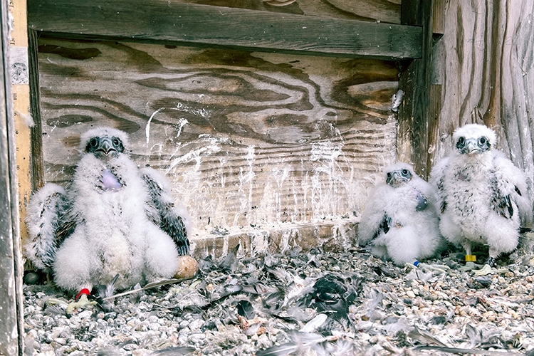 Contest starts today to name UC Berkeley’s three falcon siblings | Berkeley