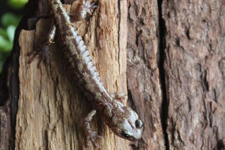 Skydiving salamanders live in world’s tallest trees | Berkeley