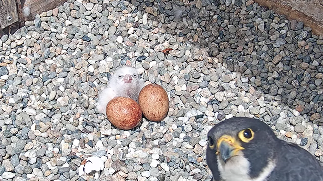It’s two falcon babies for UC Berkeley’s Annie and her new mate, Alden ...
