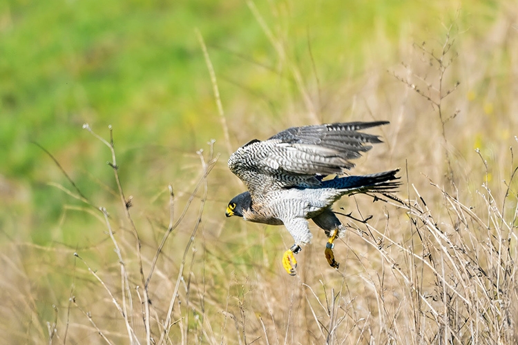 He's back! Grinnell, UC Berkeley's male falcon, returns to the ...