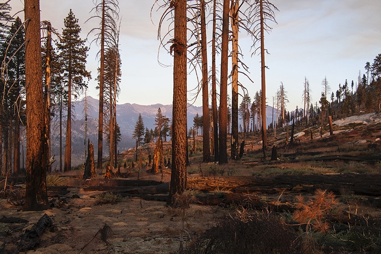 How wildfire can create healthier forests | Berkeley