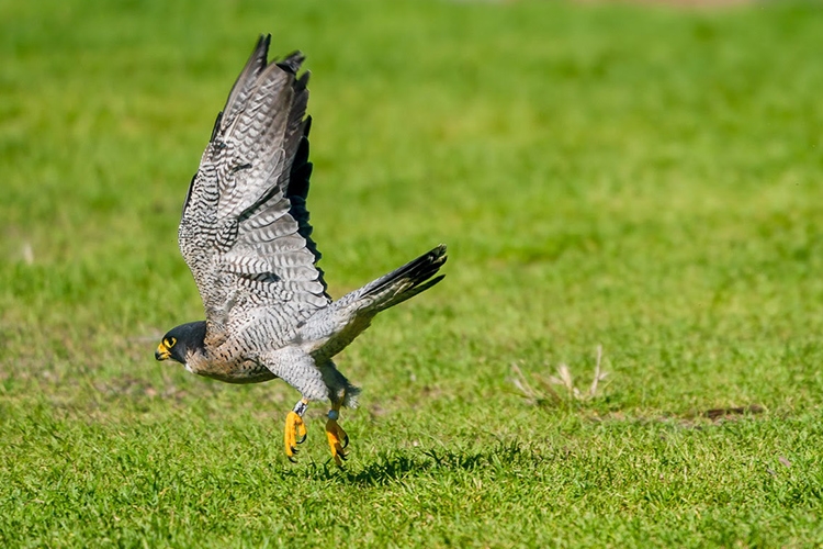 He's back! Grinnell, UC Berkeley's male falcon, returns to the ...