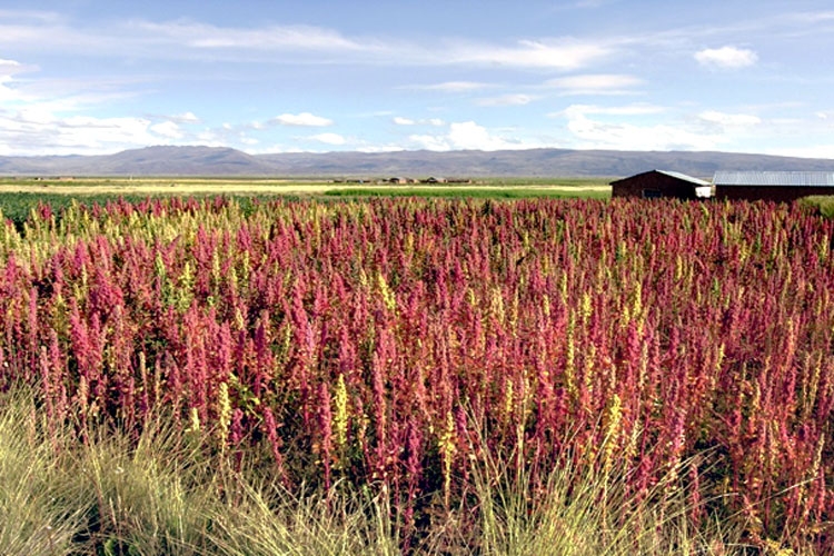 The superfoods that fueled ancient Andeans through 2,500 years of ...