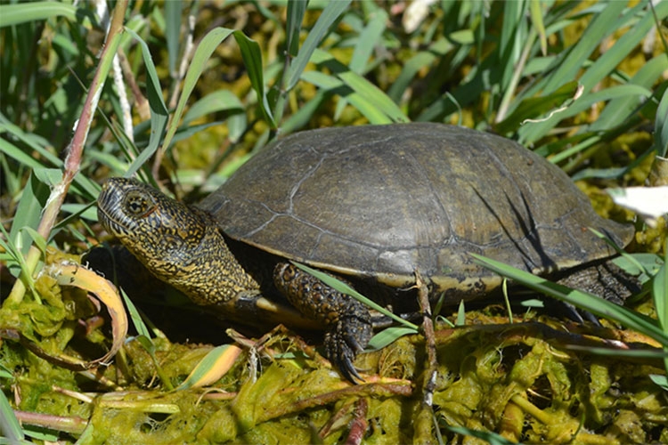 A wellness check for Tilden Park’s turtles | Berkeley