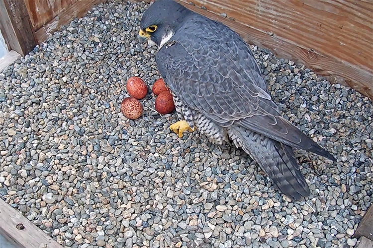 UC Berkeley's falcon family tending to four-egg clutch | Berkeley