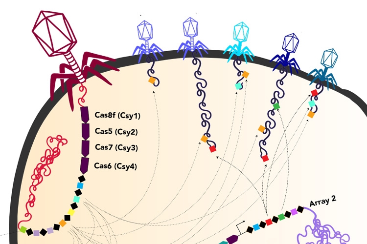 Huge bacteria-eating viruses narrow gap between life and non-life ...