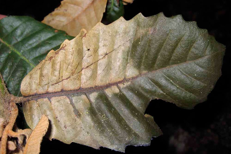 First known cases of sudden oak death detected in Del Norte County ...