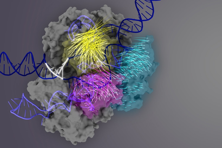 Discovery helps engineer more accurate Cas9s for CRISPR editing | Berkeley