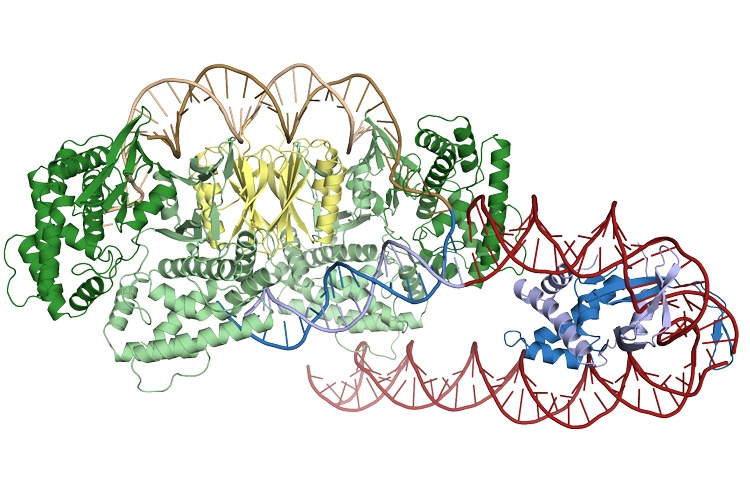 Researchers discover how CRISPR proteins find their target | Berkeley