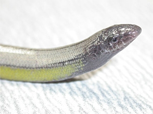 Four new species of legless lizards discovered living on the edge ...