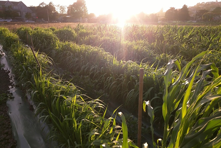 Millet Project shows grain isn't just for the birds | Berkeley