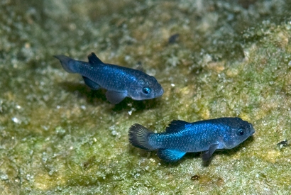 Biologists try to dig endangered pupfish out of its hole | Berkeley