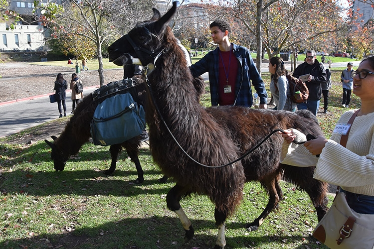 The llamas were here! The llamas were here! | Berkeley