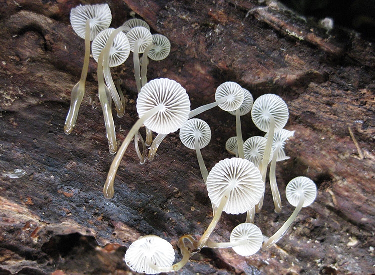 Polynesian Island yields ‘treasure trove’ of fungal biodiversity | Berkeley