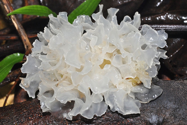 Polynesian Island yields ‘treasure trove’ of fungal biodiversity | Berkeley
