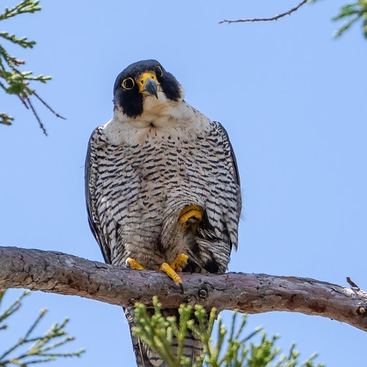 Finding their wings: Stunning photos show young falcons’ first flights ...