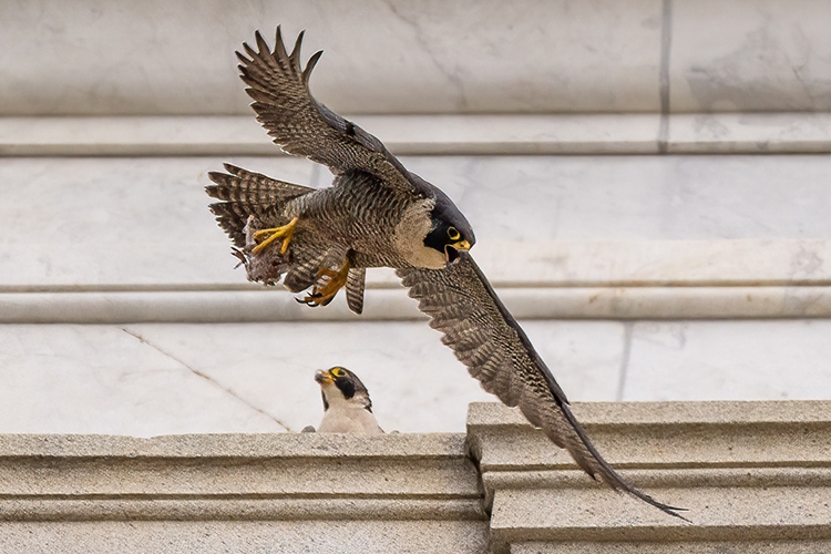 Finding their wings: Stunning photos show young falcons’ first flights ...