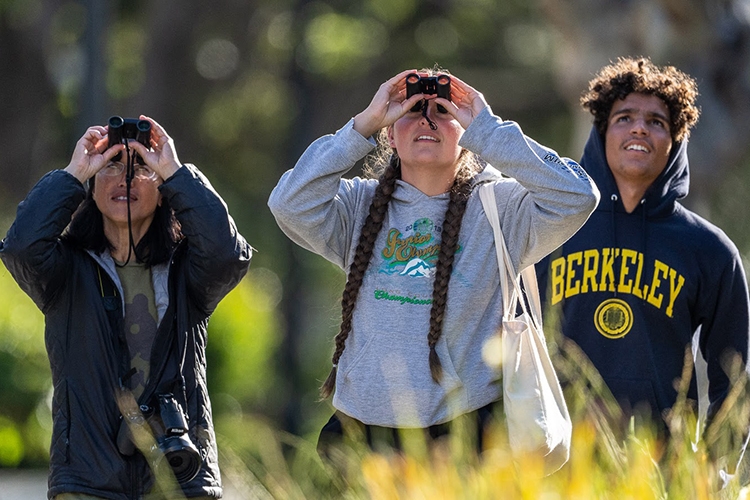 Finding their wings: Stunning photos show young falcons’ first flights ...