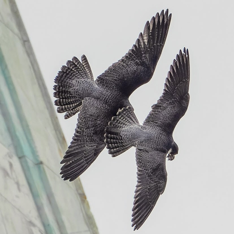 Finding their wings: Stunning photos show young falcons’ first flights ...