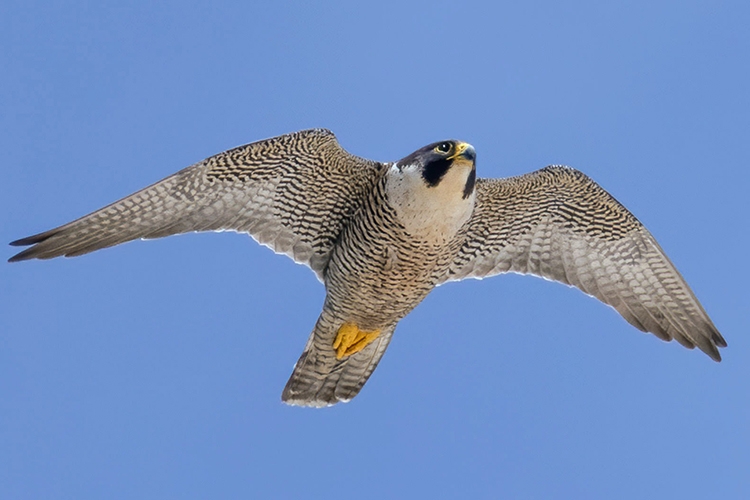Finding their wings: Stunning photos show young falcons’ first flights ...