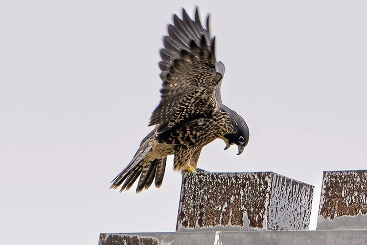 Finding their wings: Stunning photos show young falcons’ first flights ...