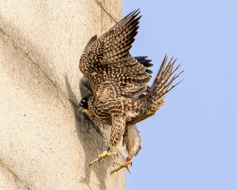 Finding their wings: Stunning photos show young falcons’ first flights ...