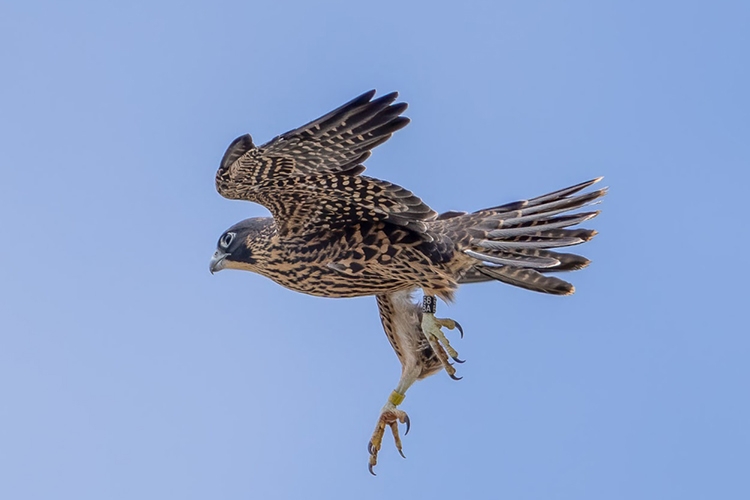 Finding their wings: Stunning photos show young falcons’ first flights ...