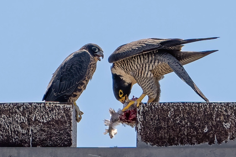 Finding their wings: Stunning photos show young falcons’ first flights ...