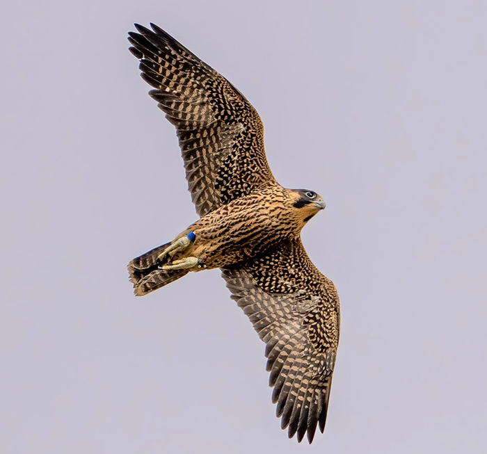 Finding their wings: Stunning photos show young falcons’ first flights ...
