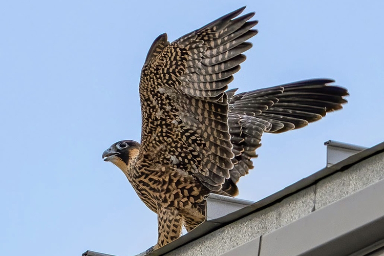 Finding their wings: Stunning photos show young falcons’ first flights ...