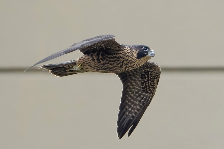 Finding their wings: Stunning photos show young falcons’ first flights ...
