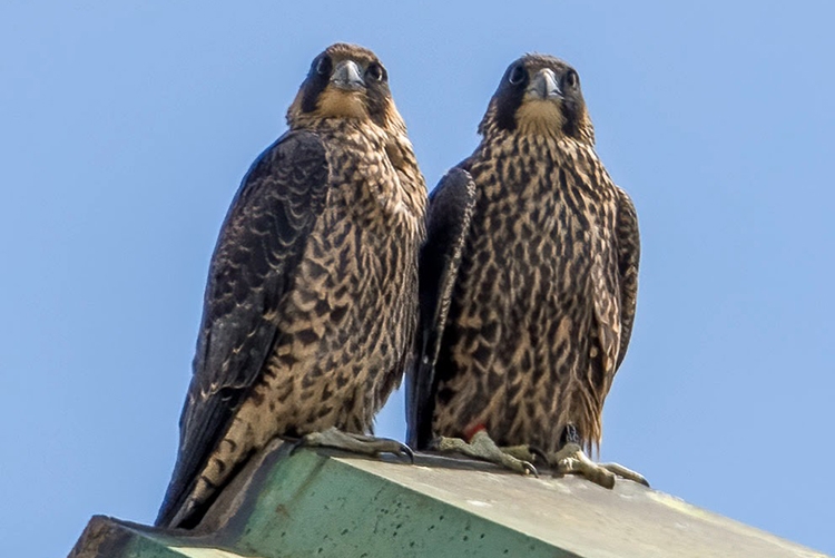 Finding their wings: Stunning photos show young falcons’ first flights ...