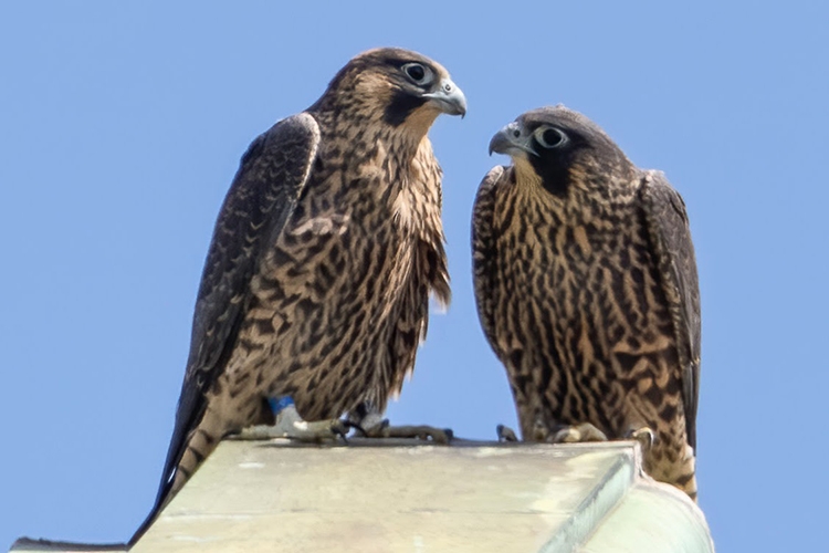 Finding their wings: Stunning photos show young falcons’ first flights ...